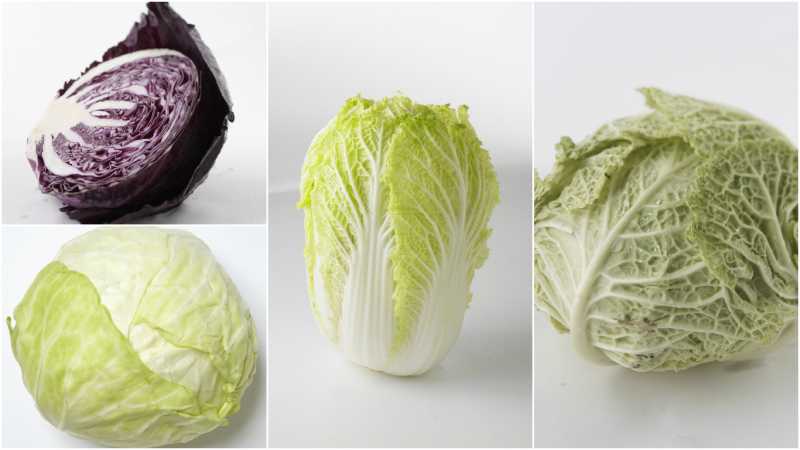 All About Cabbage: Pick, Store, and Prep Cabbage | Allrecipes