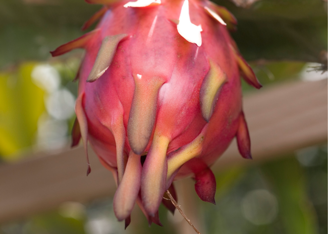 Dragon Fruit: How to Buy and Eat this Tropical Treat | Allrecipes